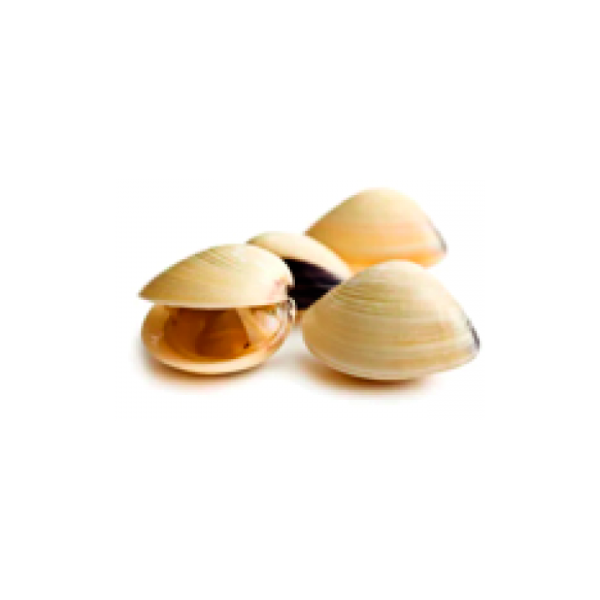 White Clam - LP Foods Pte Ltd