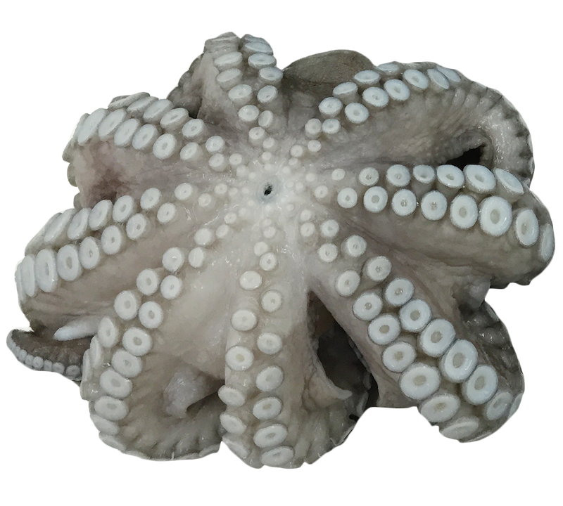 Premium Octopus - LP Foods Pte Ltd