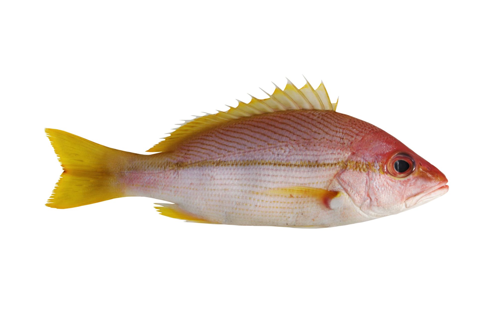 Snapper - LP Foods Pte Ltd